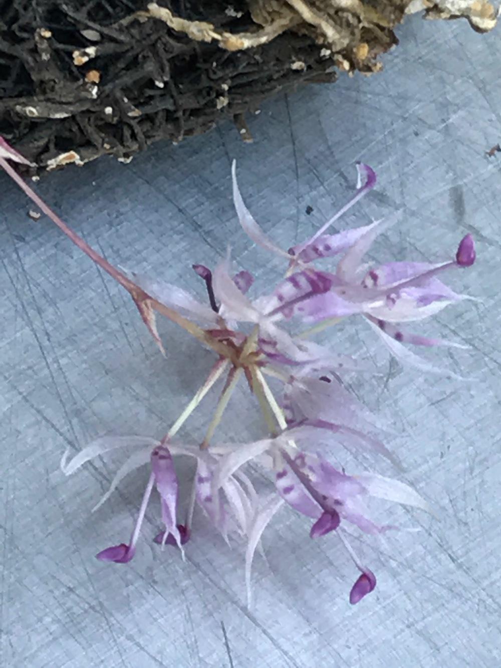 Photo of the bloom of Orchid (Macroclinium manabinum) posted by Ursula ...