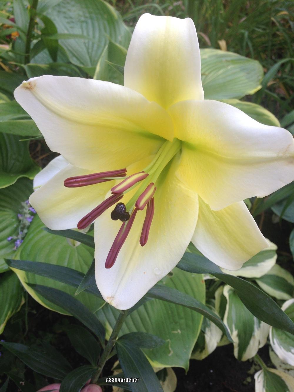 Photo of the bloom of Lily (Lilium 'Conca d'Or') posted by crawgarden ...