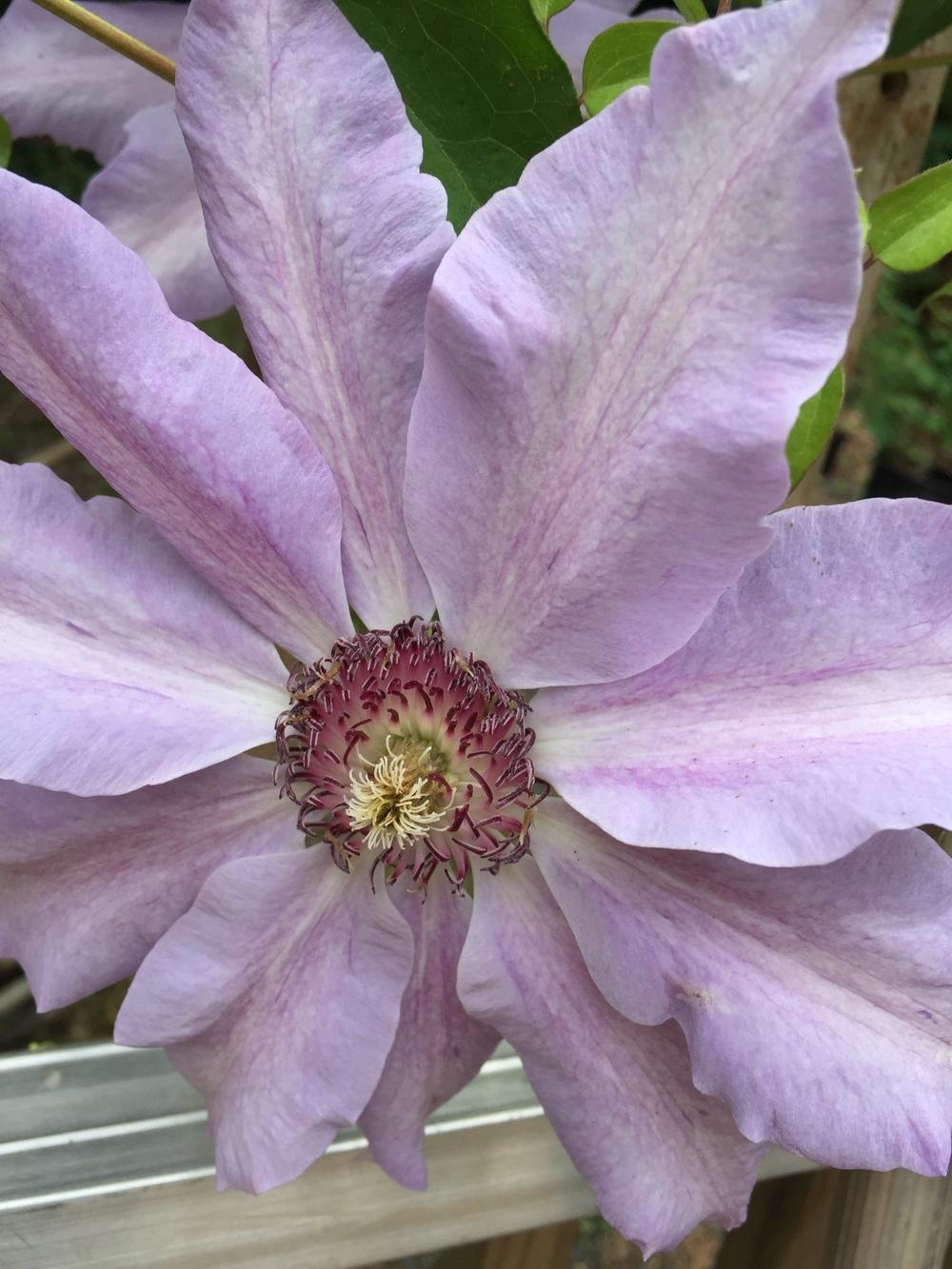 Photo of the bloom of Clematis Vancouver™ Daybreak posted by mishkab ...