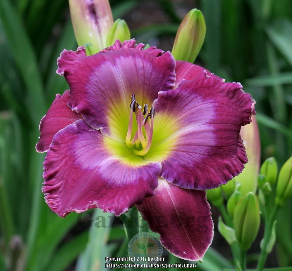 Daylily (Hemerocallis 'Through a Glass Darkly') in the Daylilies Database - Garden.org