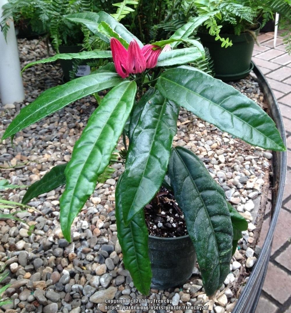 Photo of the entire plant of Brazilian Candles (Pavonia multiflora ...