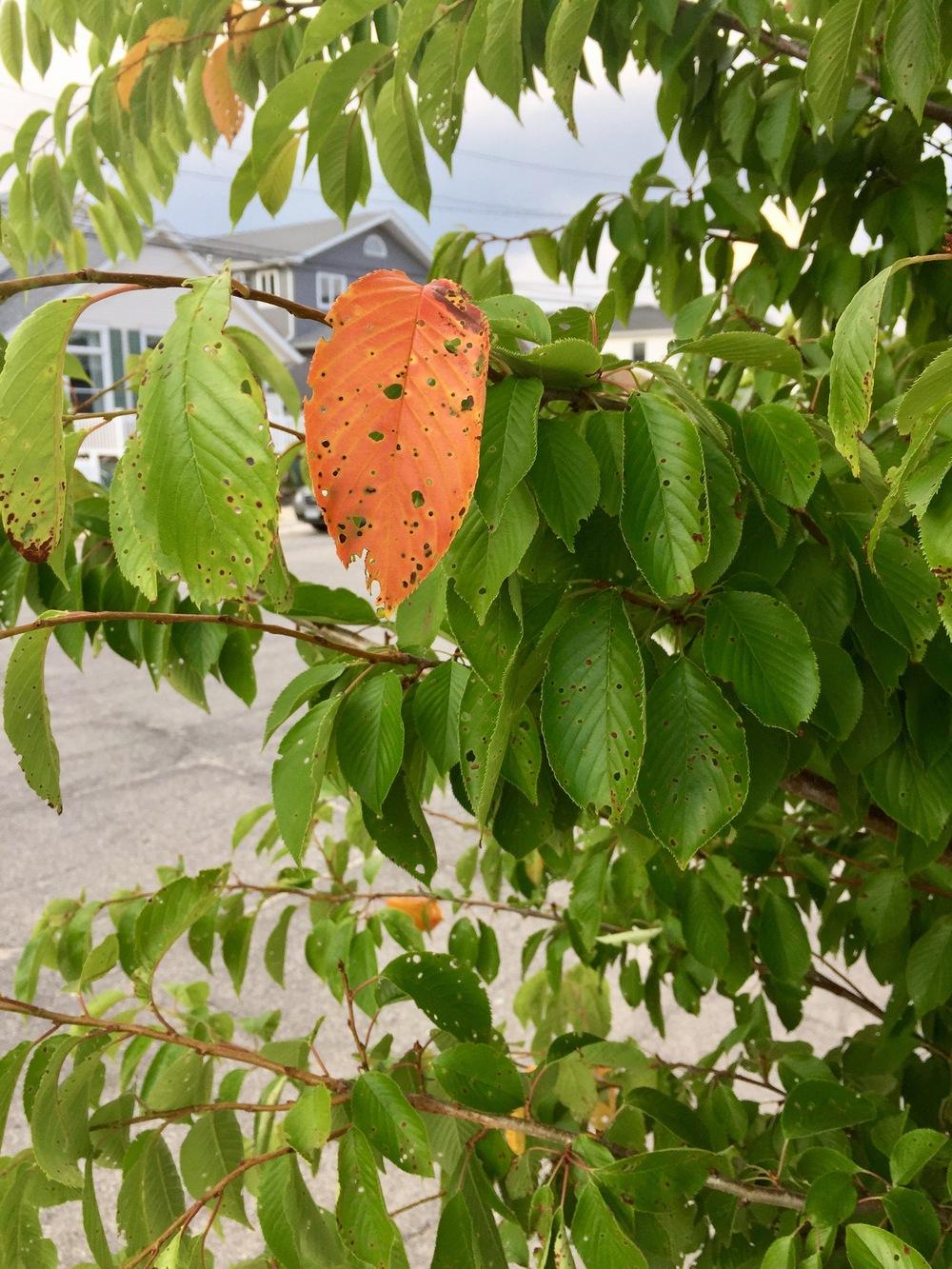 Yoshino flowering cherry trees problems in the Trees and Shrubs forum ...