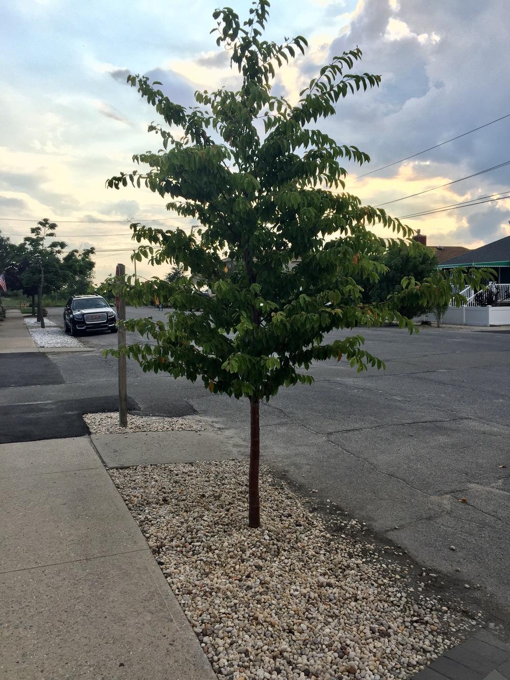 Yoshino flowering cherry trees problems in the Trees and Shrubs forum ...