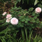 Rose (Rosa 'Olivia Rose Austin') in the Roses Database - Garden.org