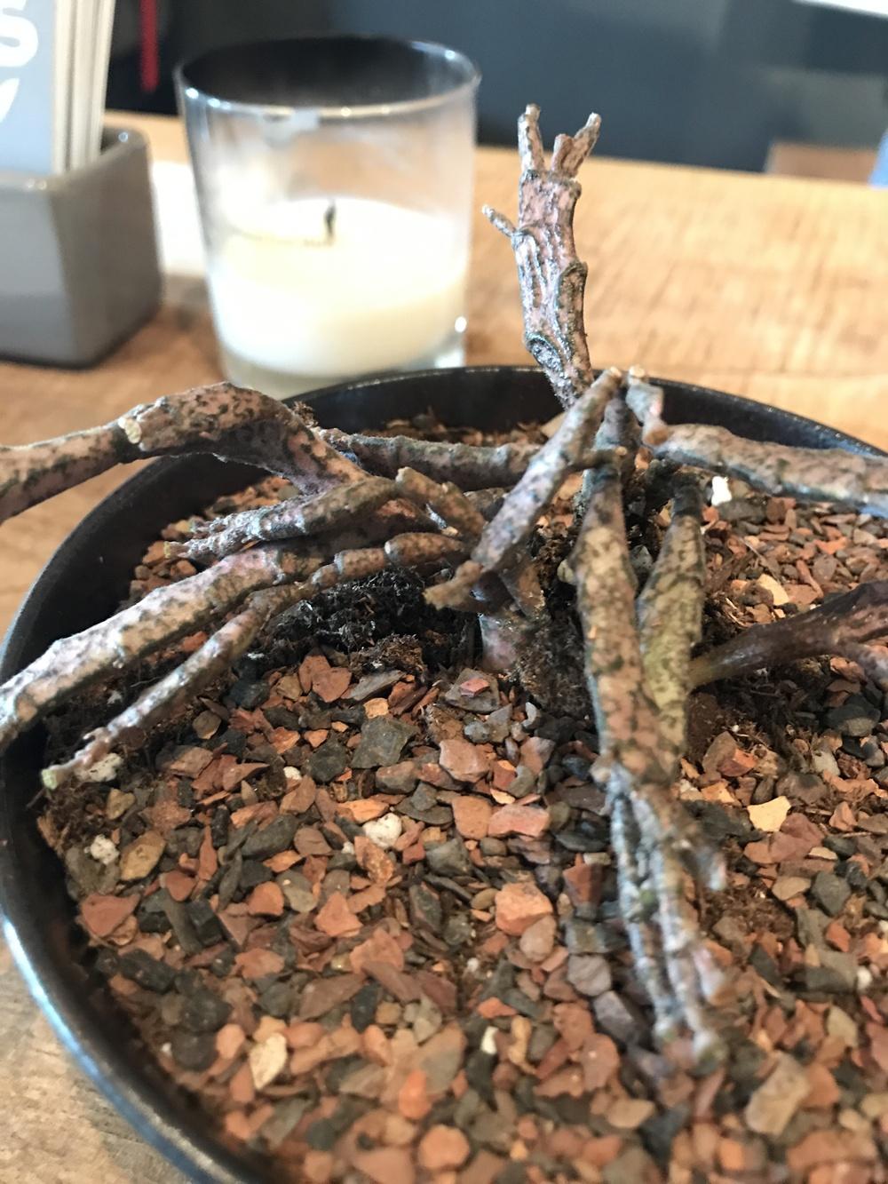 Photo of the entire plant of Dead Stick Plant (Euphorbia platyclada ...