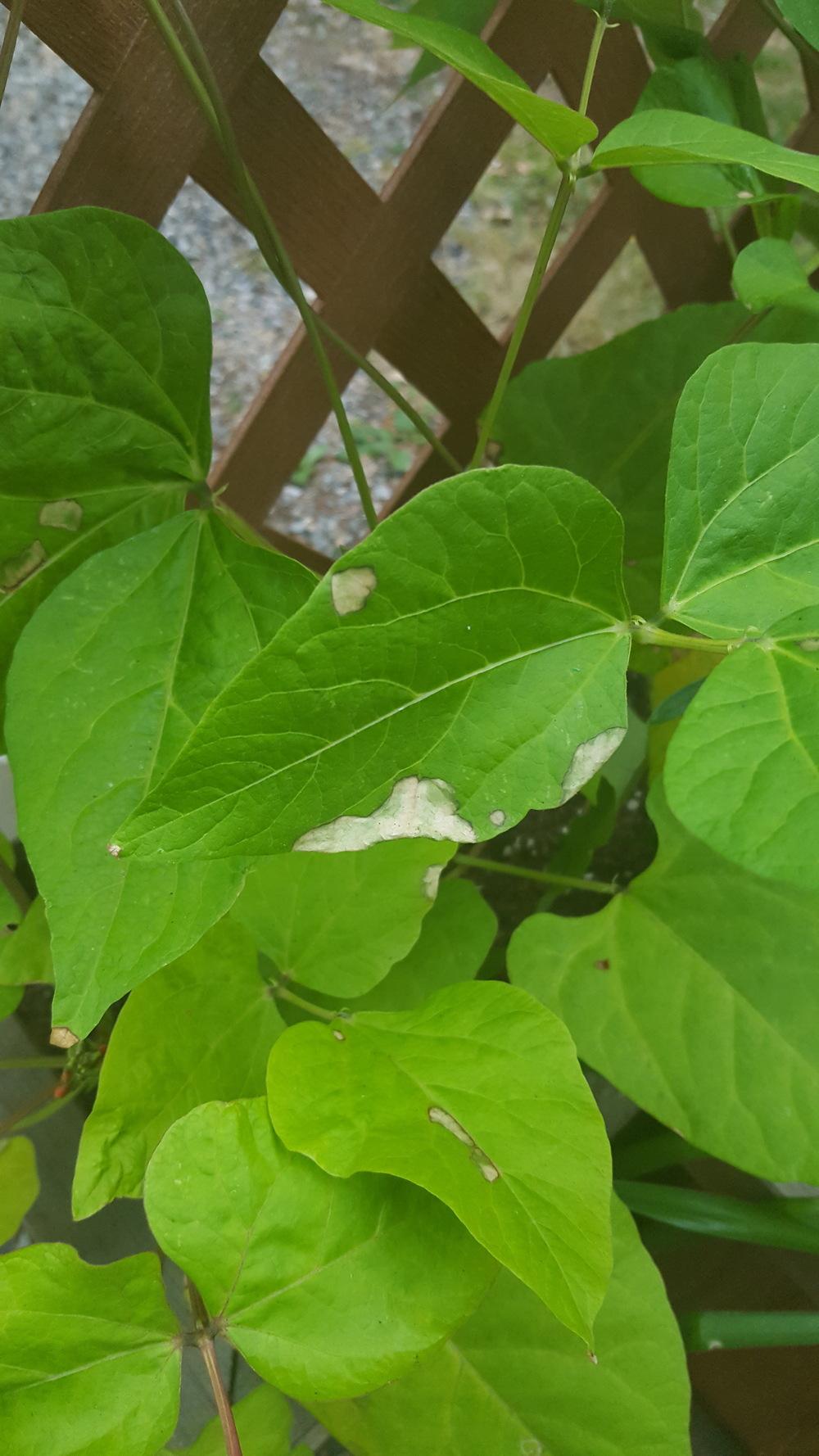 Scarlet Runner Bean leaves with dry parts. in the Ask a Question forum ...