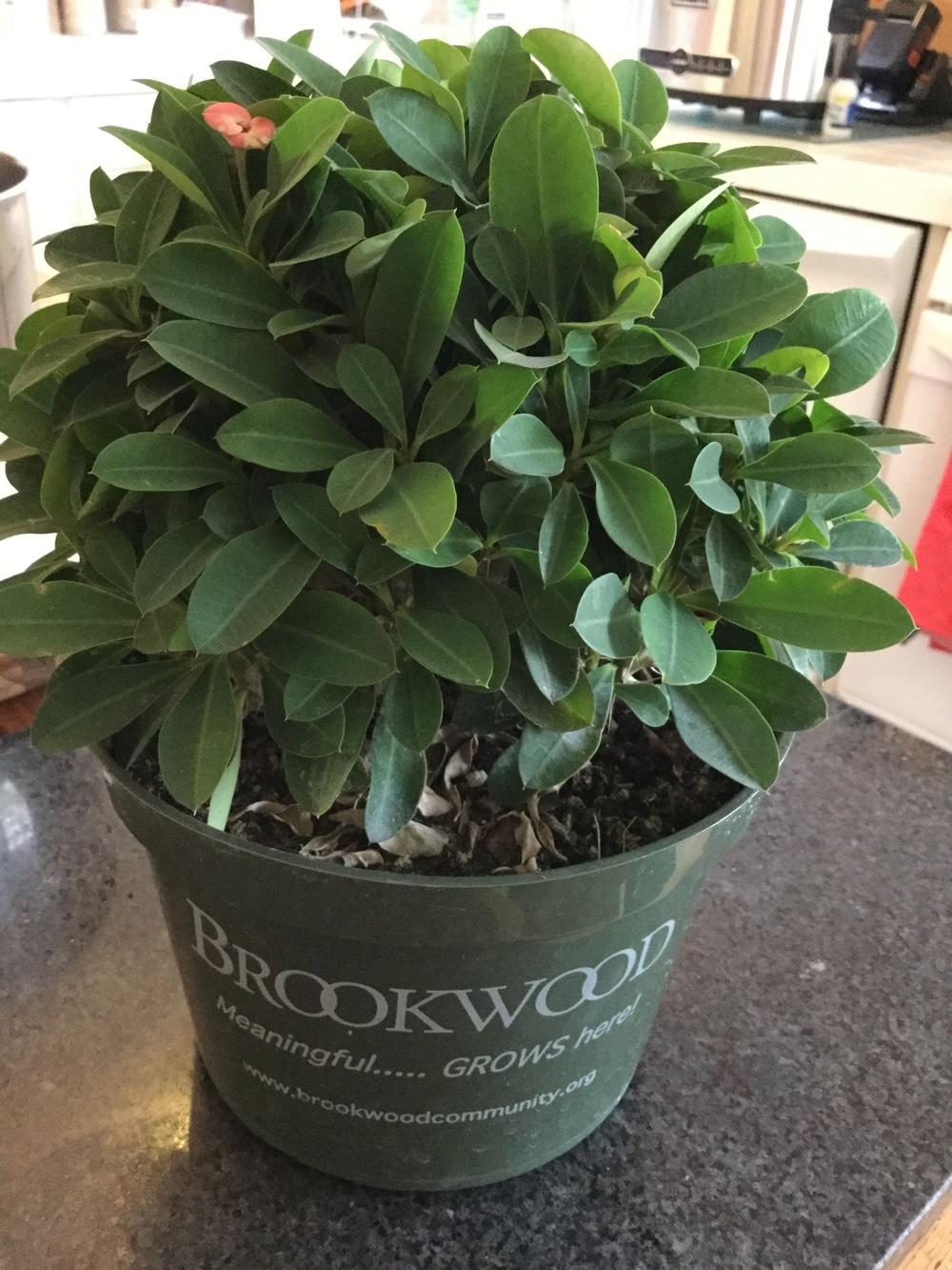 Crown of Thorns (Euphorbia milii 'Dwarf Apache Red') in the Euphorbias ...