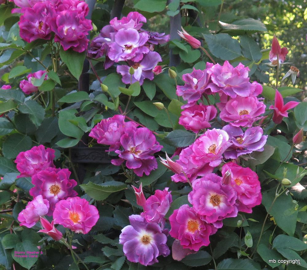 Photo of the bloom of Rose (Rosa 'Stormy Weather') posted by MargieNY ...