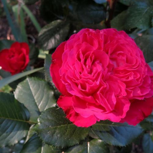 Rose (Rosa 'Traviata') in the Roses Database - Garden.org