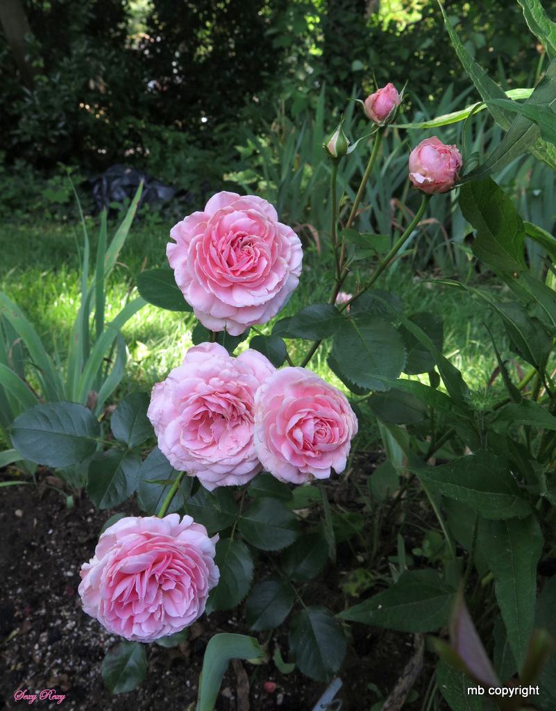 Photo of the entire plant of Rose (Rosa 'Sexy Rexy') posted by MargieNY ...