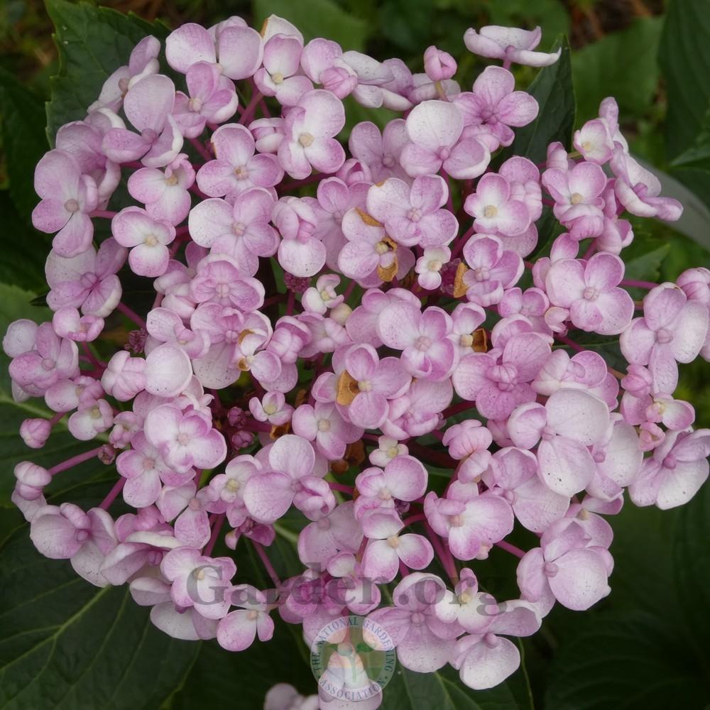 Bigleaf Hydrangea (Hydrangea macrophylla 'Ayesha') in the Hydrangeas Database - Garden.org