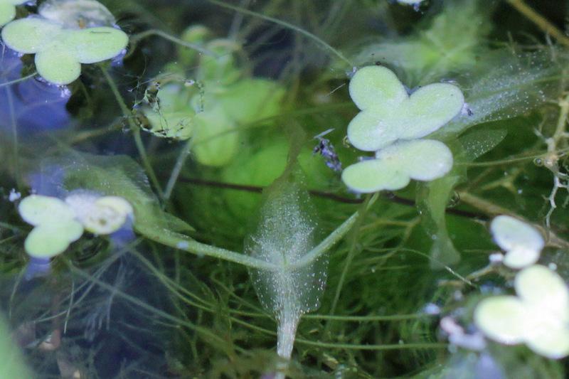 Star Duckweed (Lemna trisulca) - Garden.org