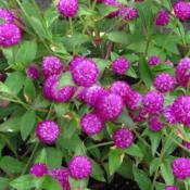 Gomphrena Pinball™ Purple - Garden.org