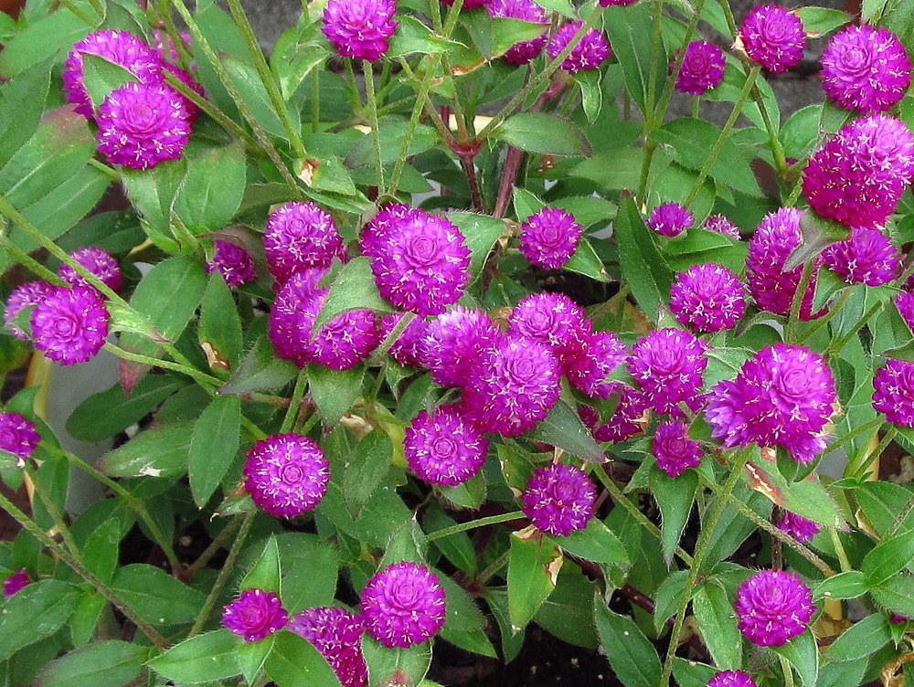 Photo of the bloom of Gomphrena Pinball™ Purple posted by jmorth ...