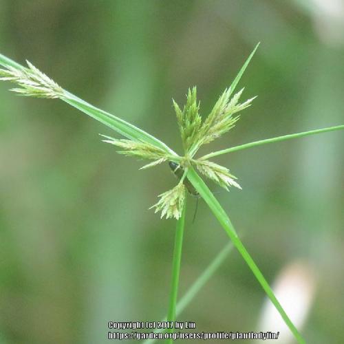 Many-spike Flatsedge (Cyperus polystachyos) - Garden.org