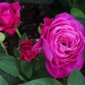 Rose (Rosa 'Heidi Klum Rose') in the Roses Database - Garden.org