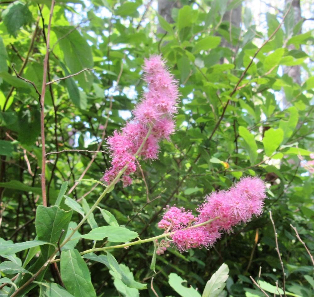 Photo of the bloom of Hardhack (Spiraea douglasii) posted by Bonehead ...
