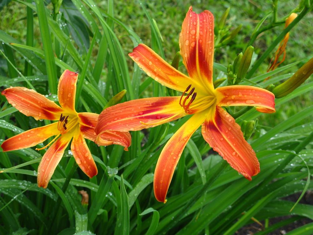 Daylily (Hemerocallis 'Old-Fashioned Maiden') in the Daylilies Database ...