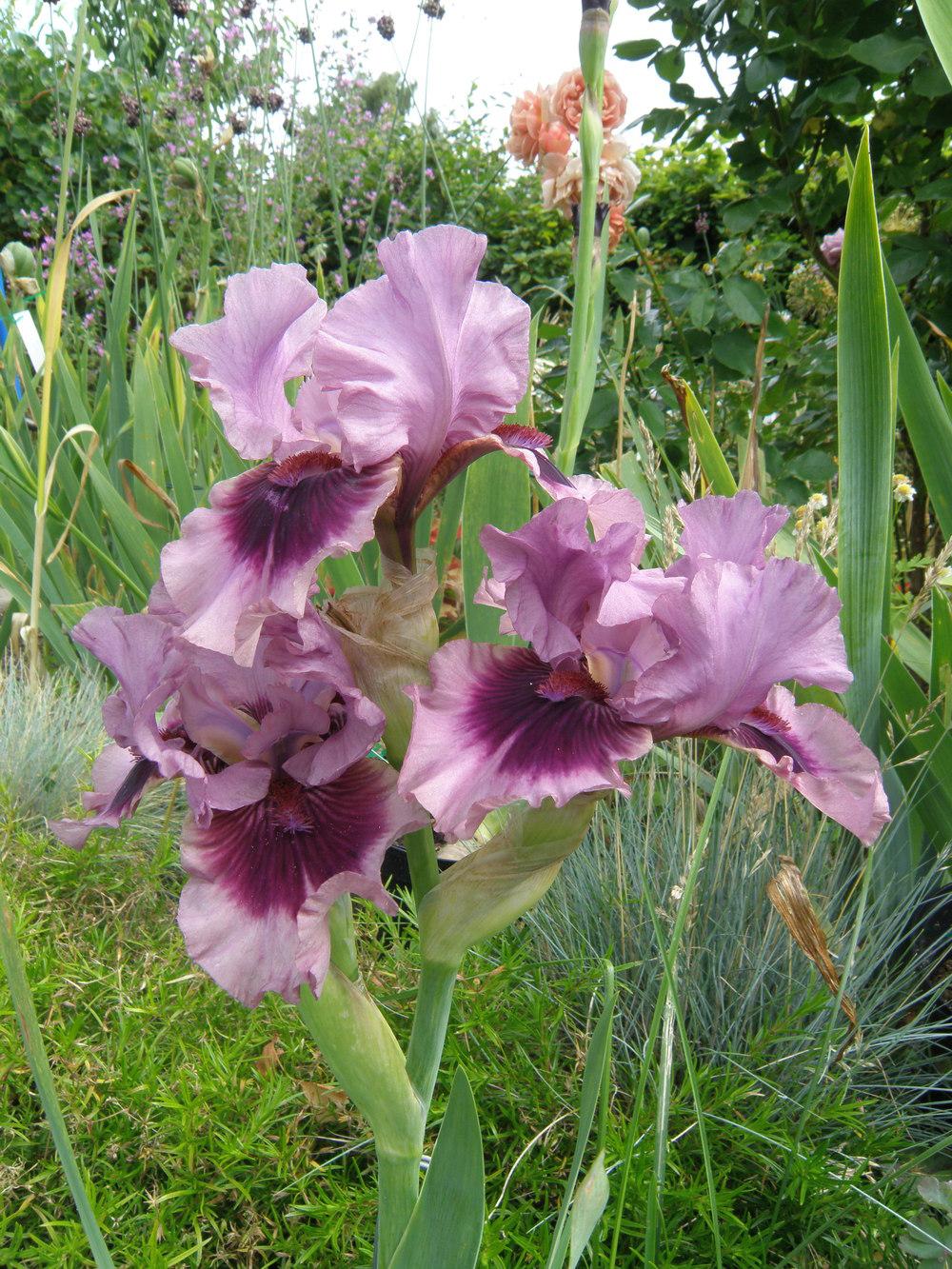 Photo of the bloom of Intermediate Bearded Iris (Iris 'Irish Darling ...