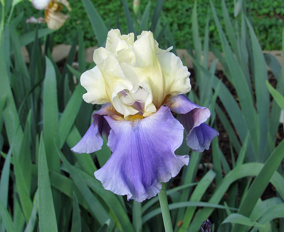 Photo of the bloom of Tall Bearded Iris (Iris 'Mother Earth') posted by ...