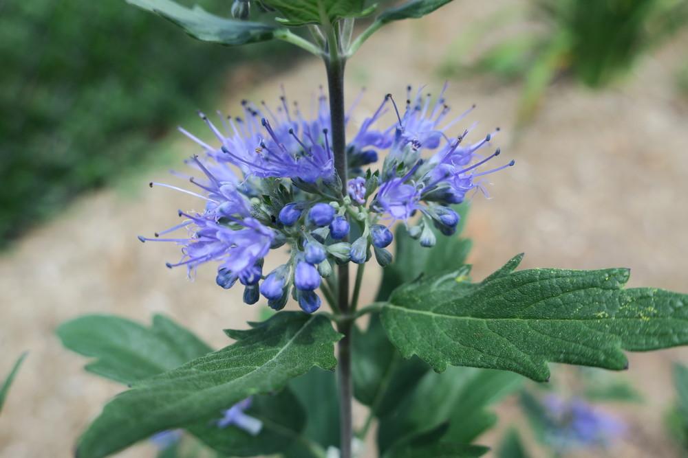 Bluebeard (Caryopteris x clandonensis Blue Balloon®) in the Bluebeards ...