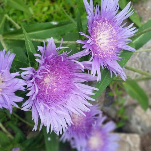 Stokes' Aster (Stokesia laevis 'Blue Danube') - Garden.org