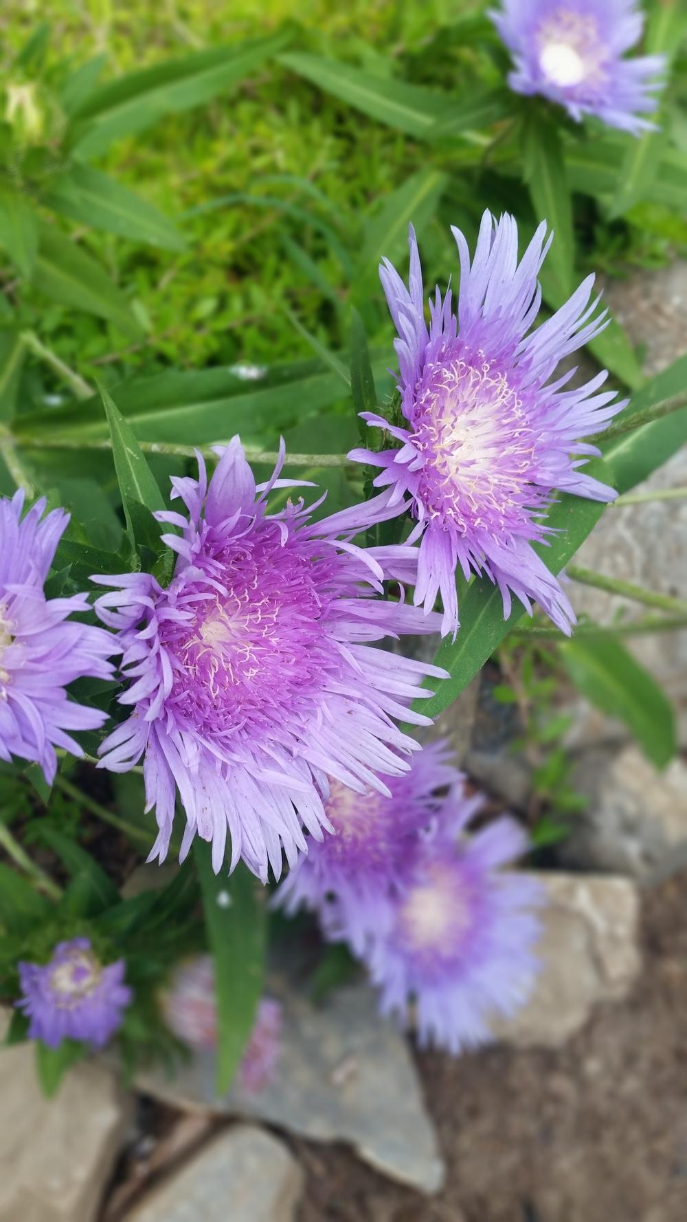 Stokes' Aster (Stokesia laevis 'Blue Danube') - Garden.org