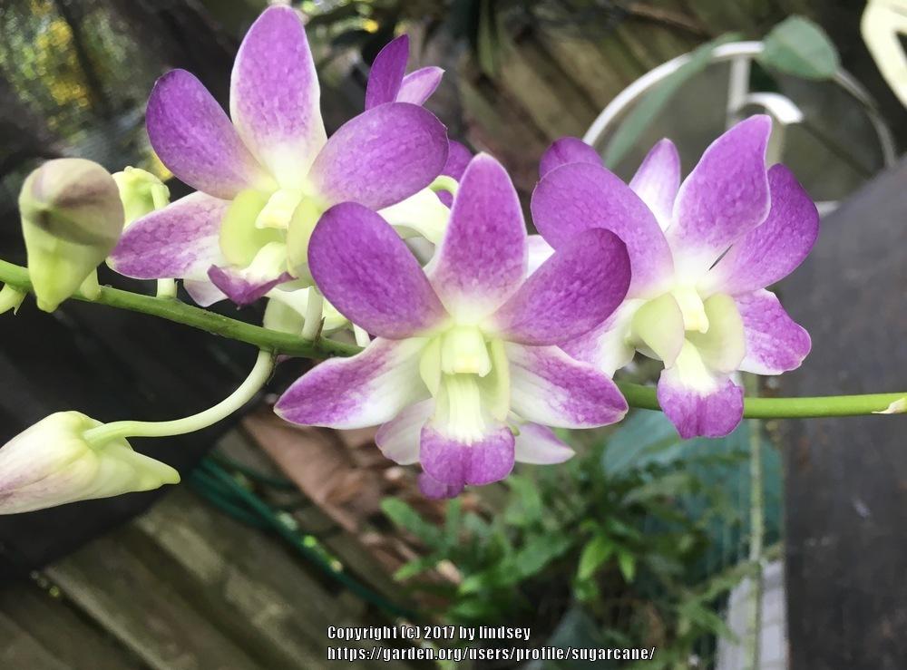 Orchid (Dendrobium Baby Blue) - Garden.org