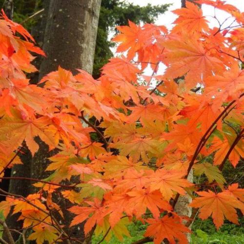Maple (Acer Jack Frost® North Wind®) - Garden.org