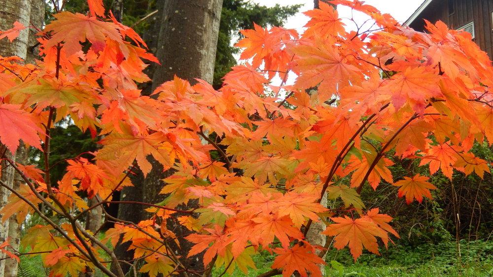 Photo of the fall color of Maple (Acer Jack Frost® North Wind®) posted ...