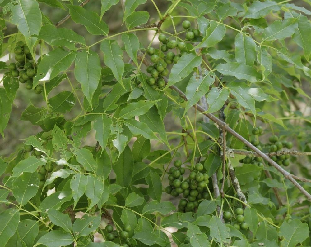 Amur Cork Tree seeds in the Trees and Shrubs forum - Garden.org