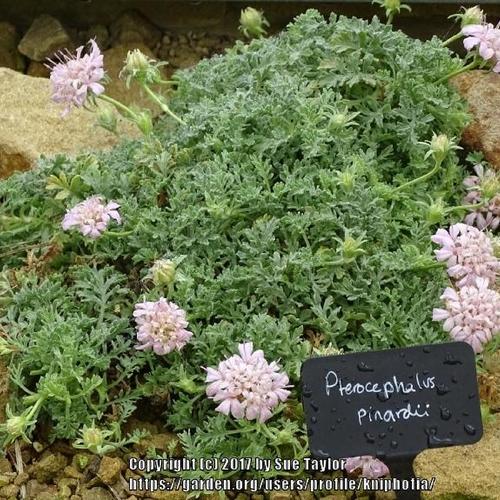 Pterocephalus (Pterocephalus pinardii) - Garden.org