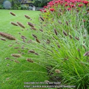 Fountain Grass (Cenchrus geniculatus 'Red Buttons') - Garden.org