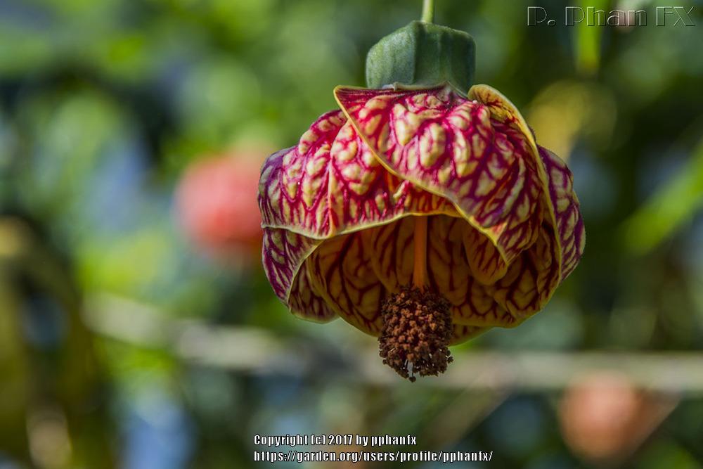 Photo of the bloom of Flowering Maple (Abutilon 'Tiger Eye') posted by ...