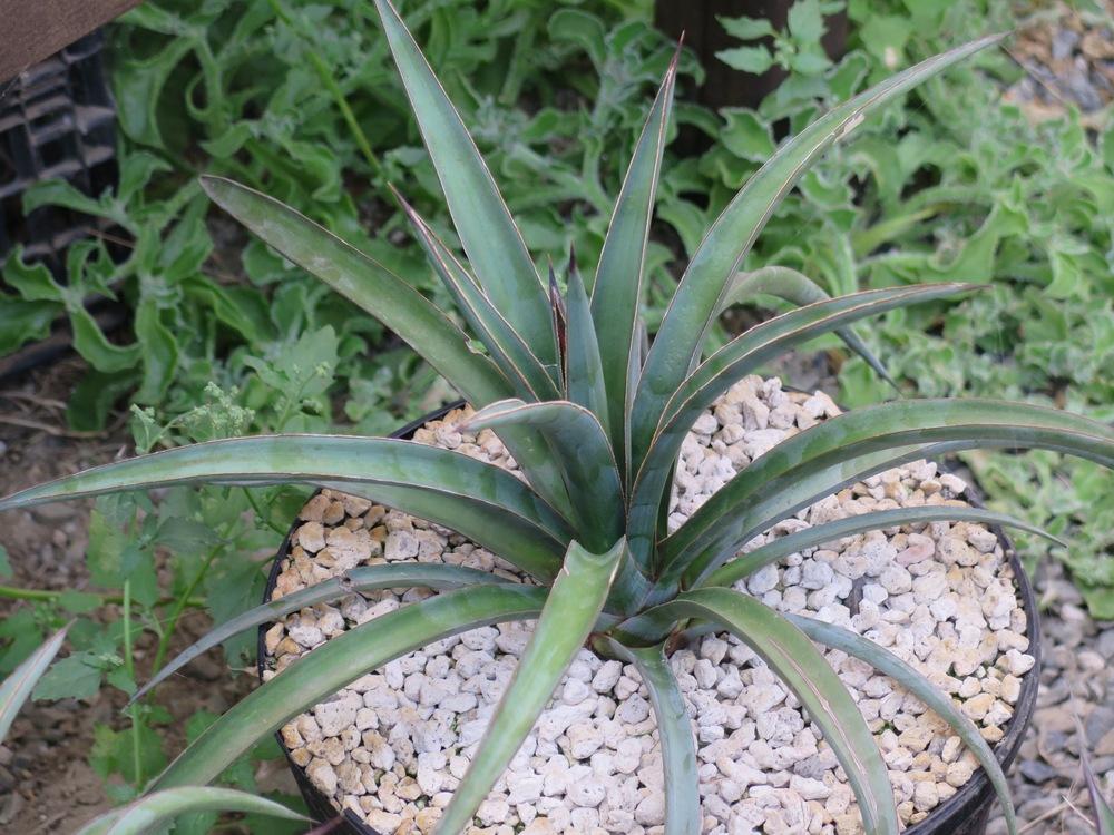 Photo of the seedling or young plant of Datilillo (Yucca valida) posted ...