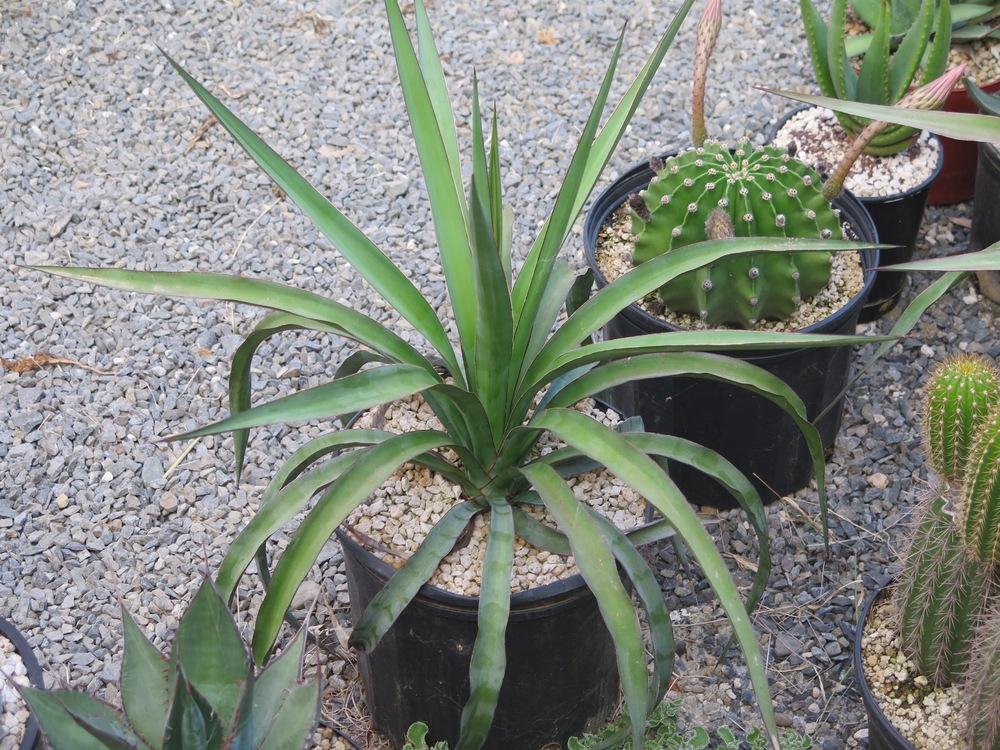 Cabo San Lucas Yucca (Yucca capensis) - Garden.org