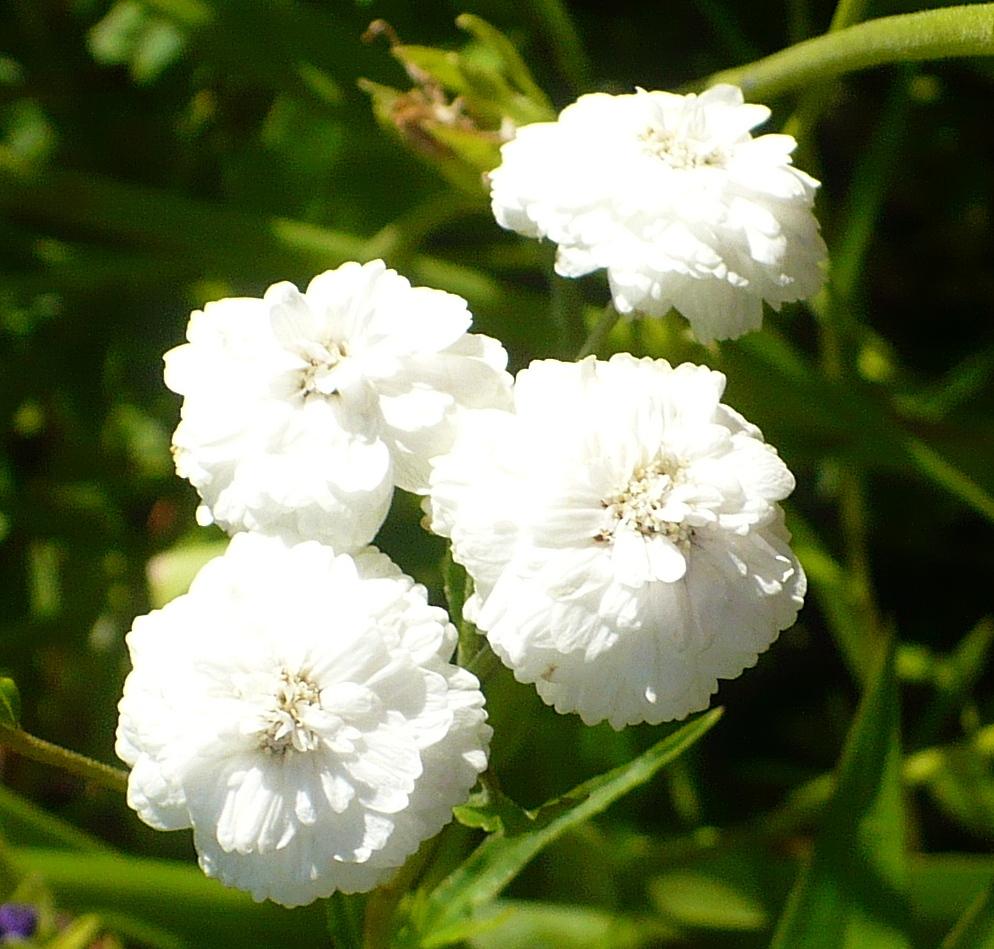 Yarrow (Achillea ptarmica 'The Pearl Superior') in the Yarrows Database ...