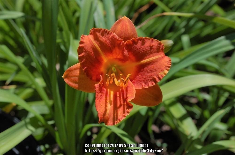 Photo of the bloom of Daylily (Hemerocallis 'Justin George') posted by ...