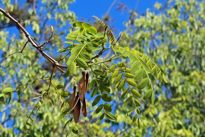 Photo of the leaves of Tipu (Tipuana tipu) posted by RuuddeBlock ...