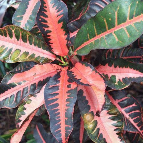 Croton (Codiaeum variegatum 'Caribbean Star') in the Crotons Database ...