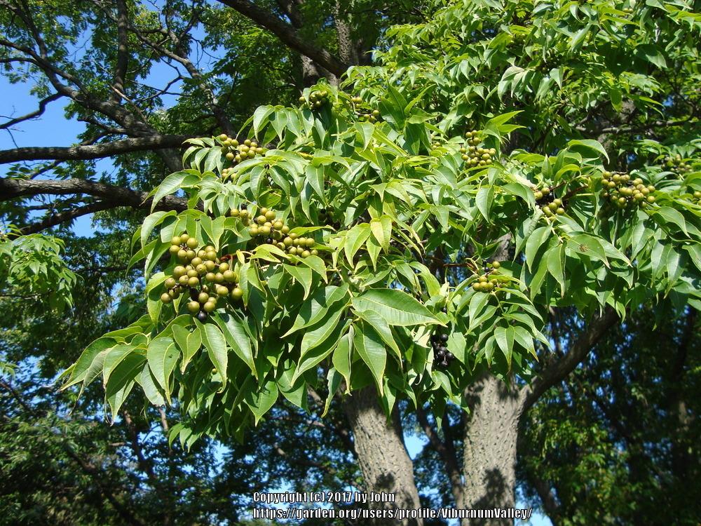 Amur Cork Tree seeds in the Trees and Shrubs forum - Garden.org