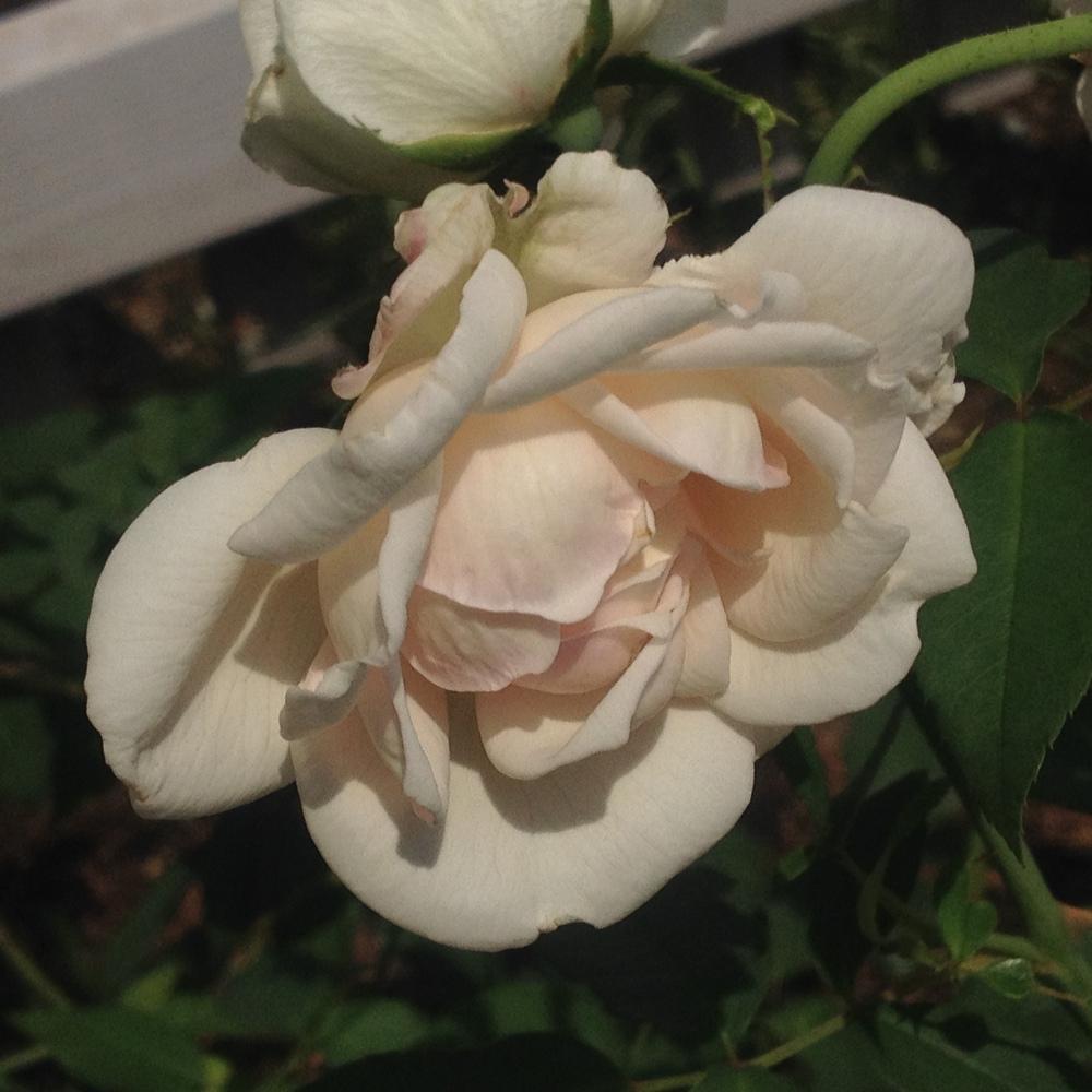 Photo of the bloom of Rose (Rosa 'Lamarque') posted by csandt - Garden.org