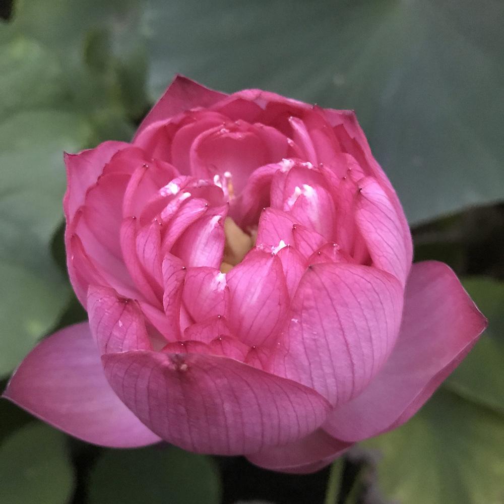 Photo of the bloom of Sacred Lotus (Nelumbo 'Momo Botan') posted by ...