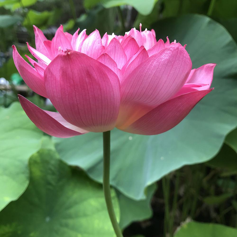 Photo of the bloom of Sacred Lotus (Nelumbo 'Momo Botan') posted by ...