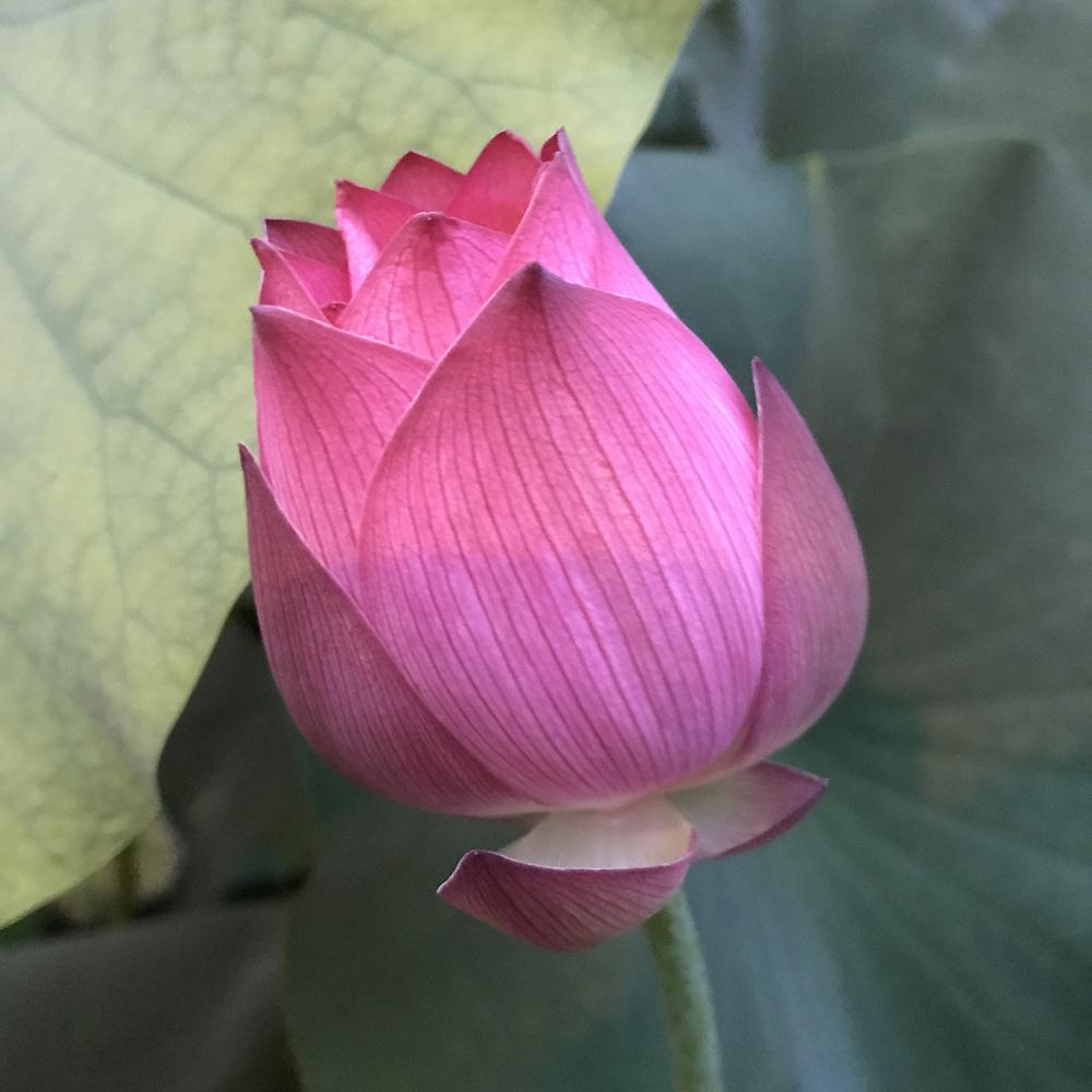 Photo of the closeup of buds, sepals and receptacles of Sacred Lotus ...
