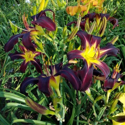 Daylily (Hemerocallis 'Black Panther') in the Daylilies Database - Garden.org