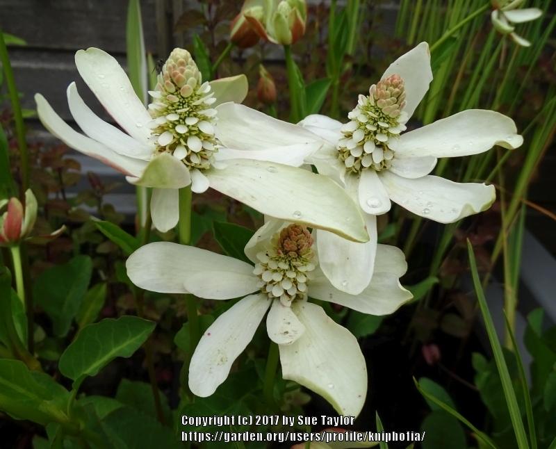 Photo of the bloom of Yerba Mansa (Anemopsis californica) posted by ...