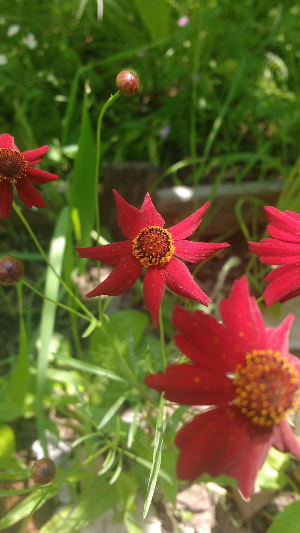 Red coreopsis? in the Plant ID forum - Garden.org