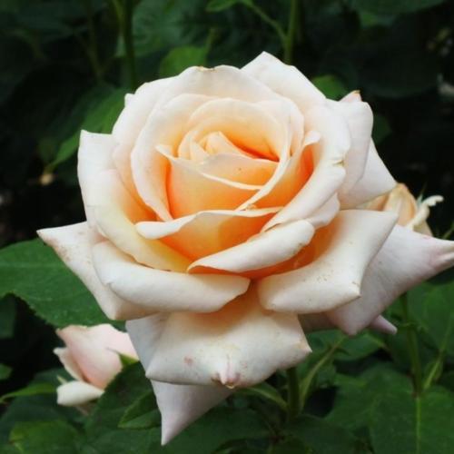 Rose (Rosa 'Paul Ricard') in the Roses Database - Garden.org