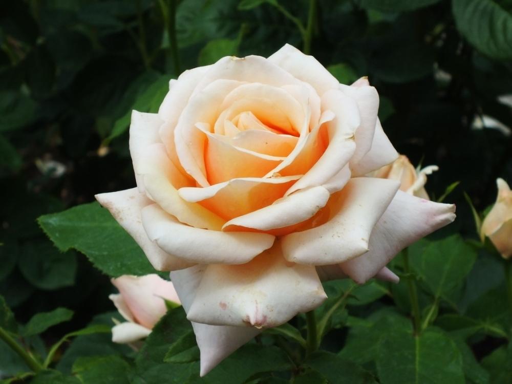 Rose (Rosa 'Paul Ricard') in the Roses Database - Garden.org